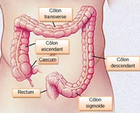 Cancer colorectal et facteurs de risque | Santé.fr