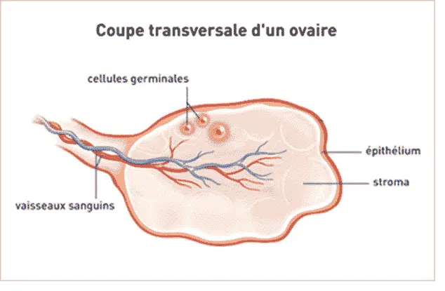 Les facteurs de risque du cancer de l'ovaire | Santé.fr
