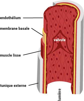 Les artères et les veines | Santé.fr