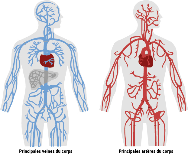 Les artères et les veines | Santé.fr
