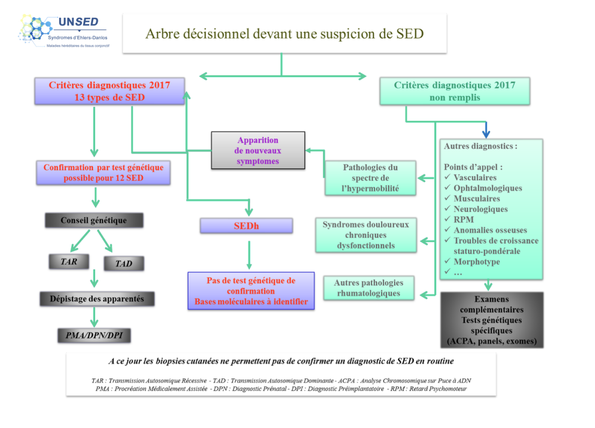 Les syndromes d’Ehlers-Danlos (SED) | Santé.fr